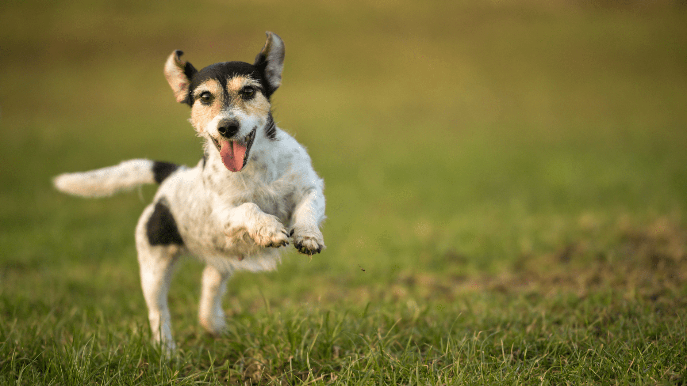 7 Techniques You Can Use To Calm Down Your Hyper Dog | Paws Claws & Tails