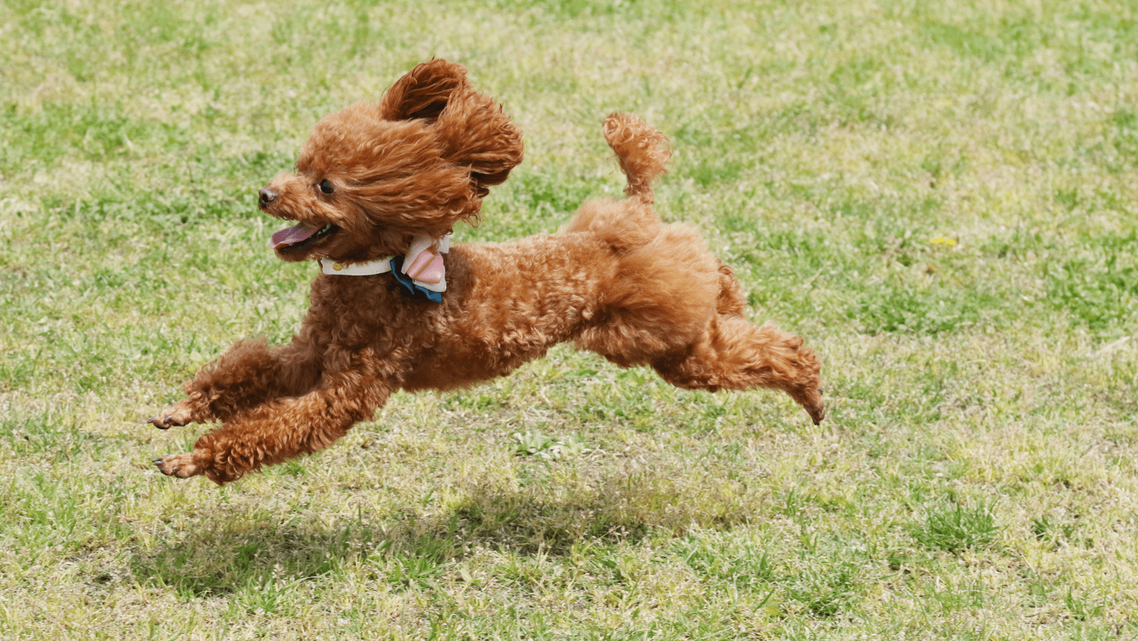 How can you calm down a hyper dog Paws Claws Tails Charlotte Bryan