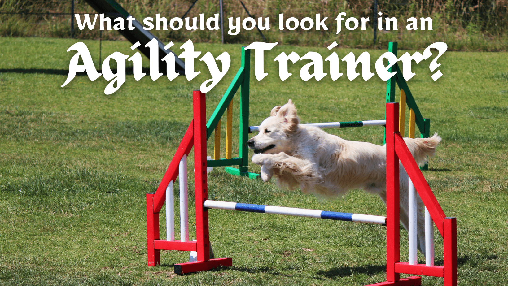 Discover the Exciting World of Dog Agility: A Complete Guide | Paws ...