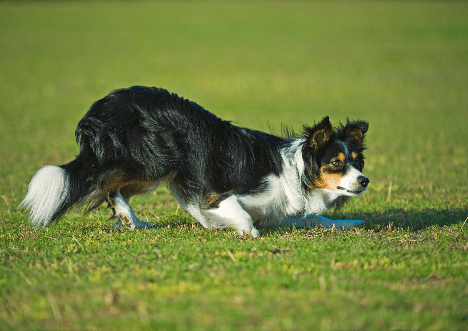 Border Collie Dog Breed Information & Characteristis | Paws Claws ...