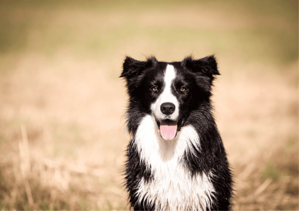 Border Collie Dog Breed Information & Characteristis | Paws Claws ...