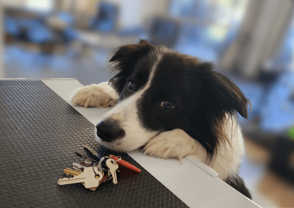How To Teach Your Dog To Find Your Keys | Paws Claws & Tails ...